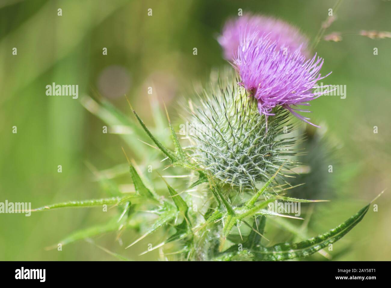Schottische Distel Stockfotos und -bilder Kaufen - Alamy