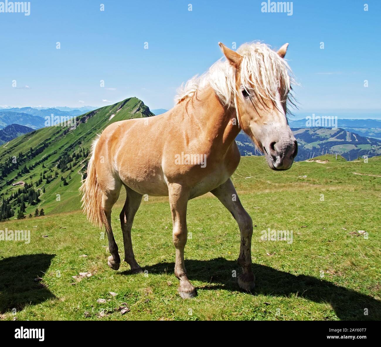 Arabo haflinger pferd -Fotos und -Bildmaterial in hoher Auflösung – Alamy