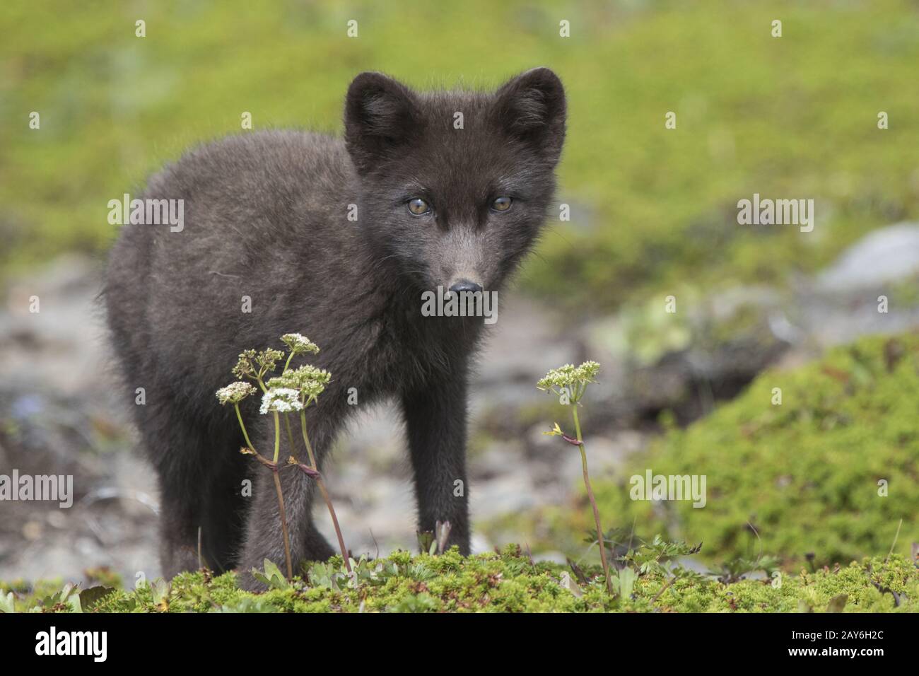 Arctic fox pup -Fotos und -Bildmaterial in hoher Auflösung – Alamy
