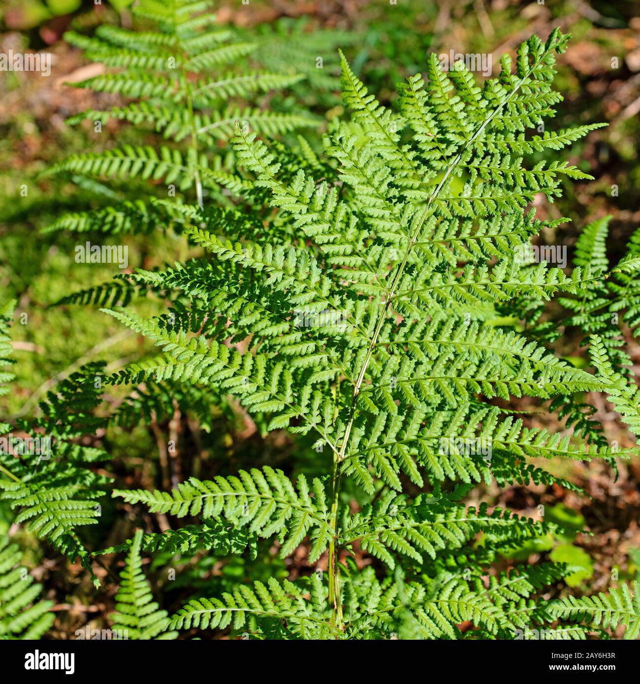 Waldfarn pflanze -Fotos und -Bildmaterial in hoher Auflösung – Alamy