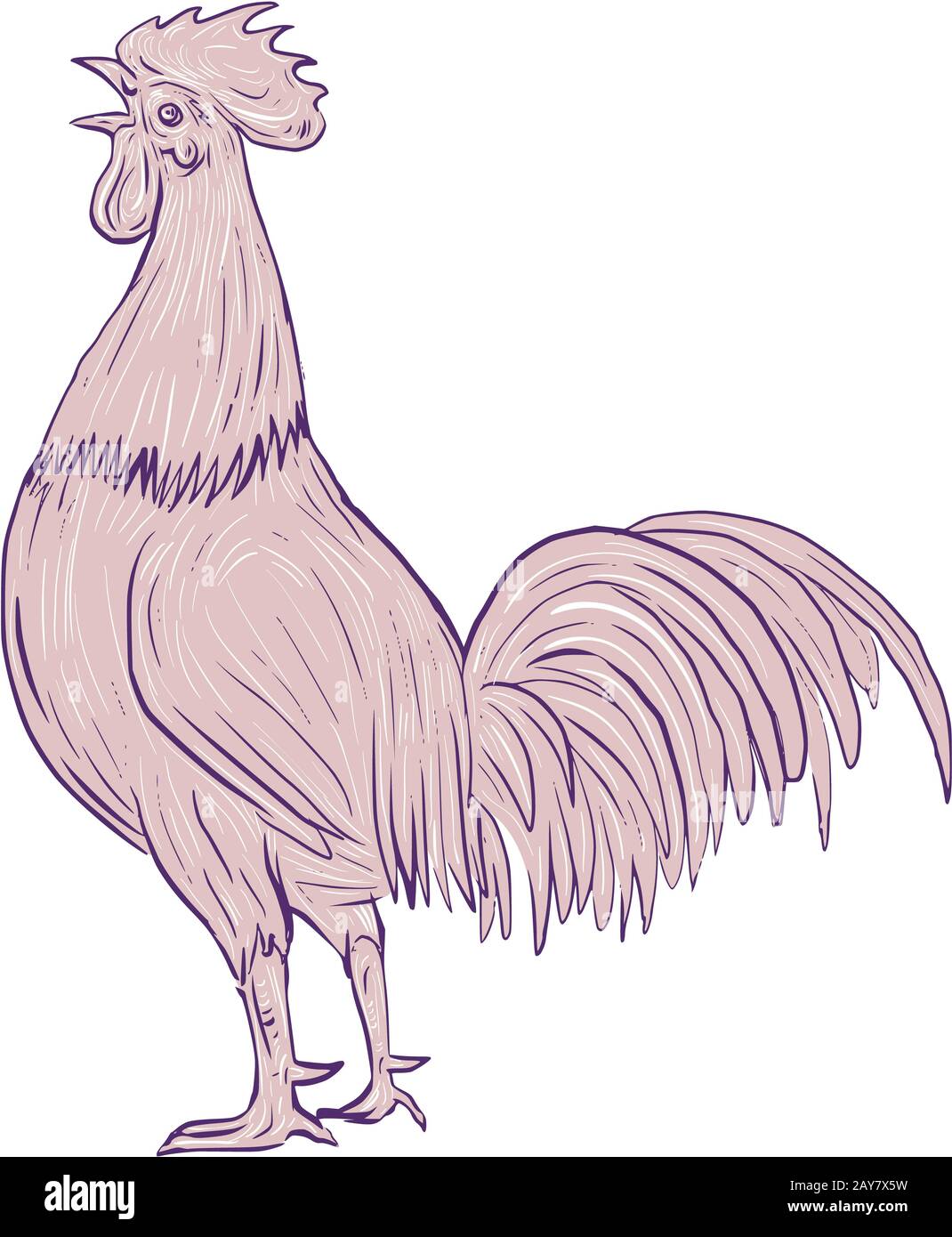 Hahn Zeichnung Stockfotos und -bilder Kaufen - Alamy