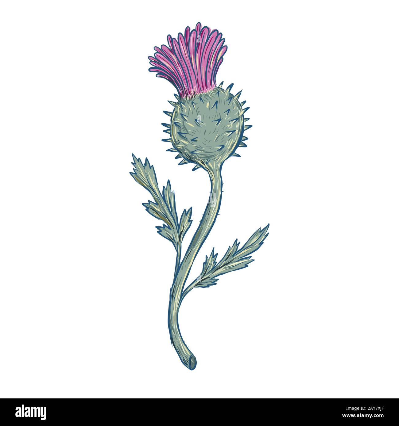 Asteraceae drawing -Fotos und -Bildmaterial in hoher Auflösung – Alamy