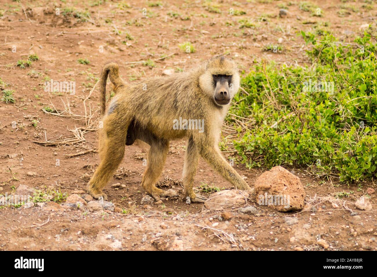 Pavian im schwarzen hintergrund -Fotos und -Bildmaterial in hoher ...