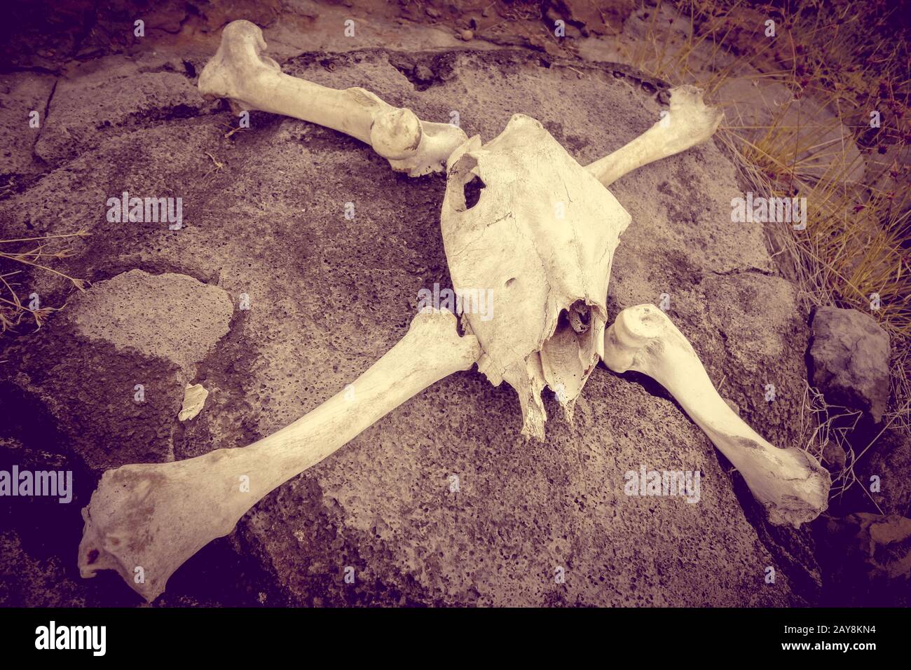 Pferd kopf anatomie -Fotos und -Bildmaterial in hoher Auflösung – Alamy