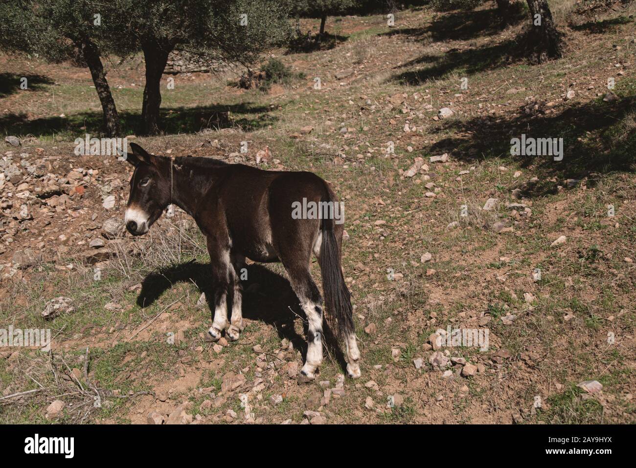 Esel zwischen den blumen -Fotos und -Bildmaterial in hoher Auflösung ...