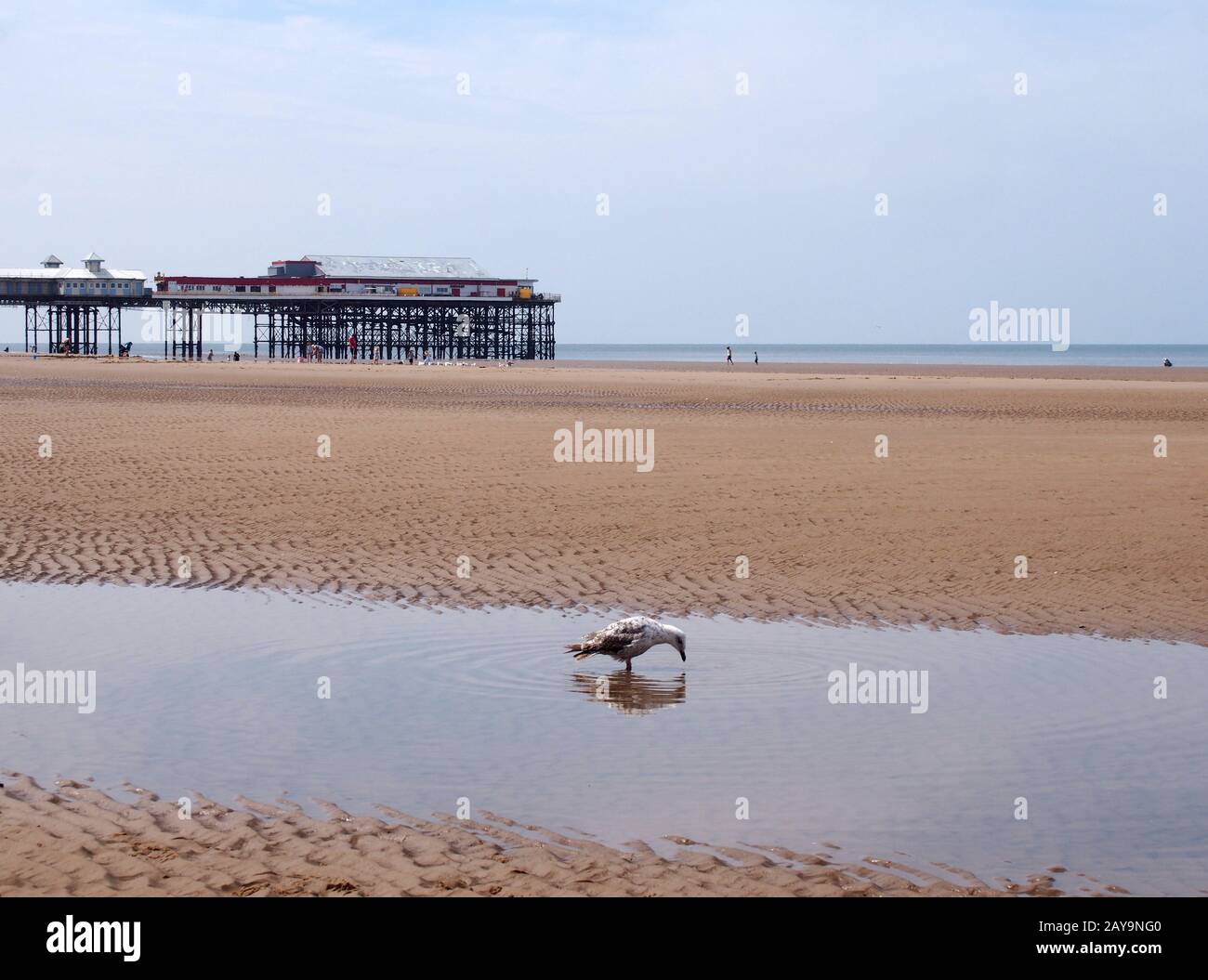 Eine Möwe stand im Wasser am Strand von blackpool mit Pier in der Ferne ...