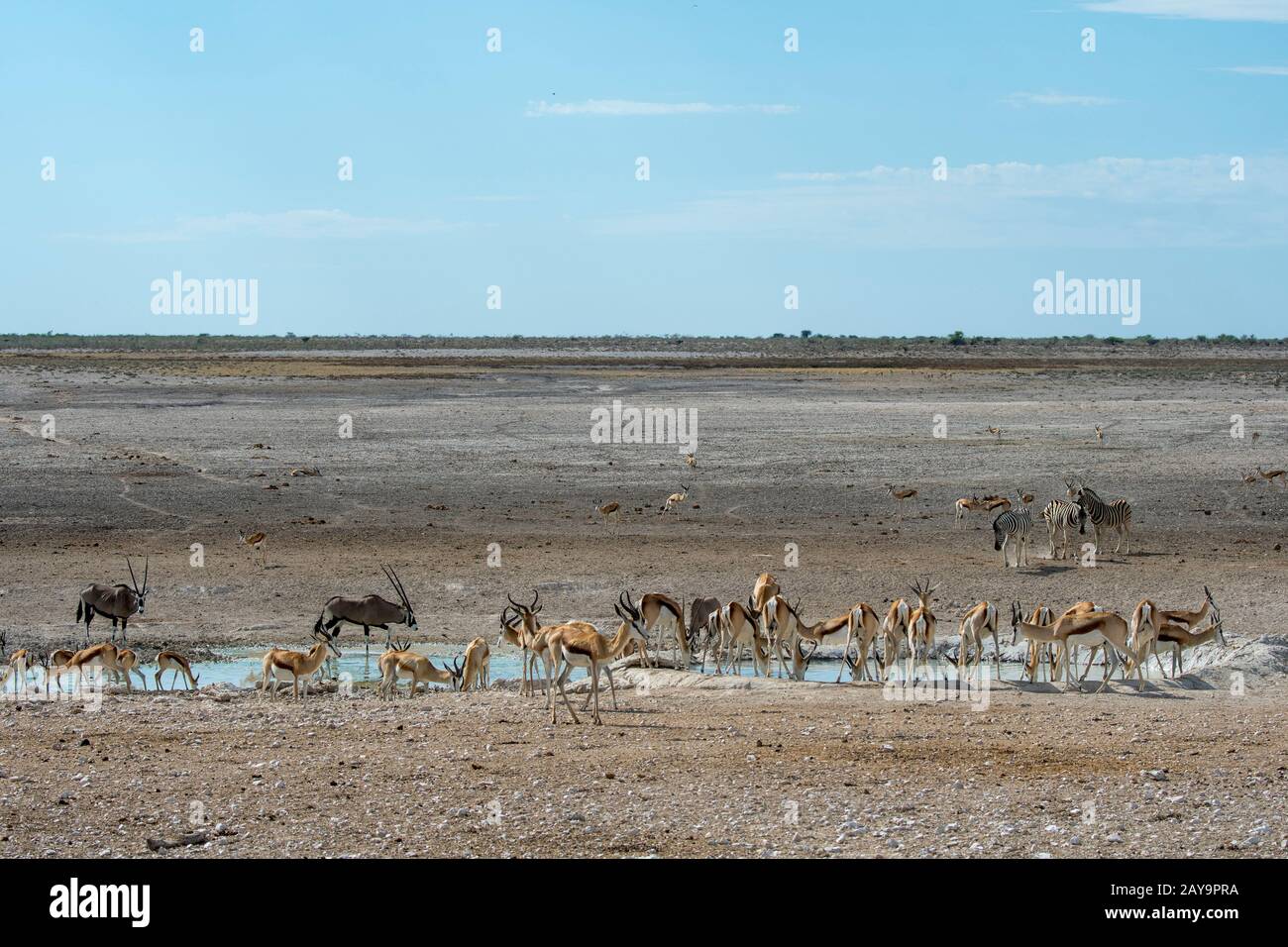 Gemsbok, Gemsbuck oder südafrikanischer Oryx (Oryx gazellaat ...