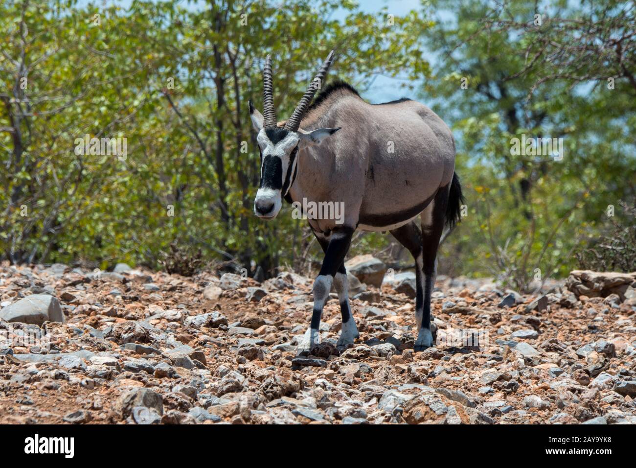 Ein junger südafrikanischer Oryx (Oryx gazellaat) im Ongava ...