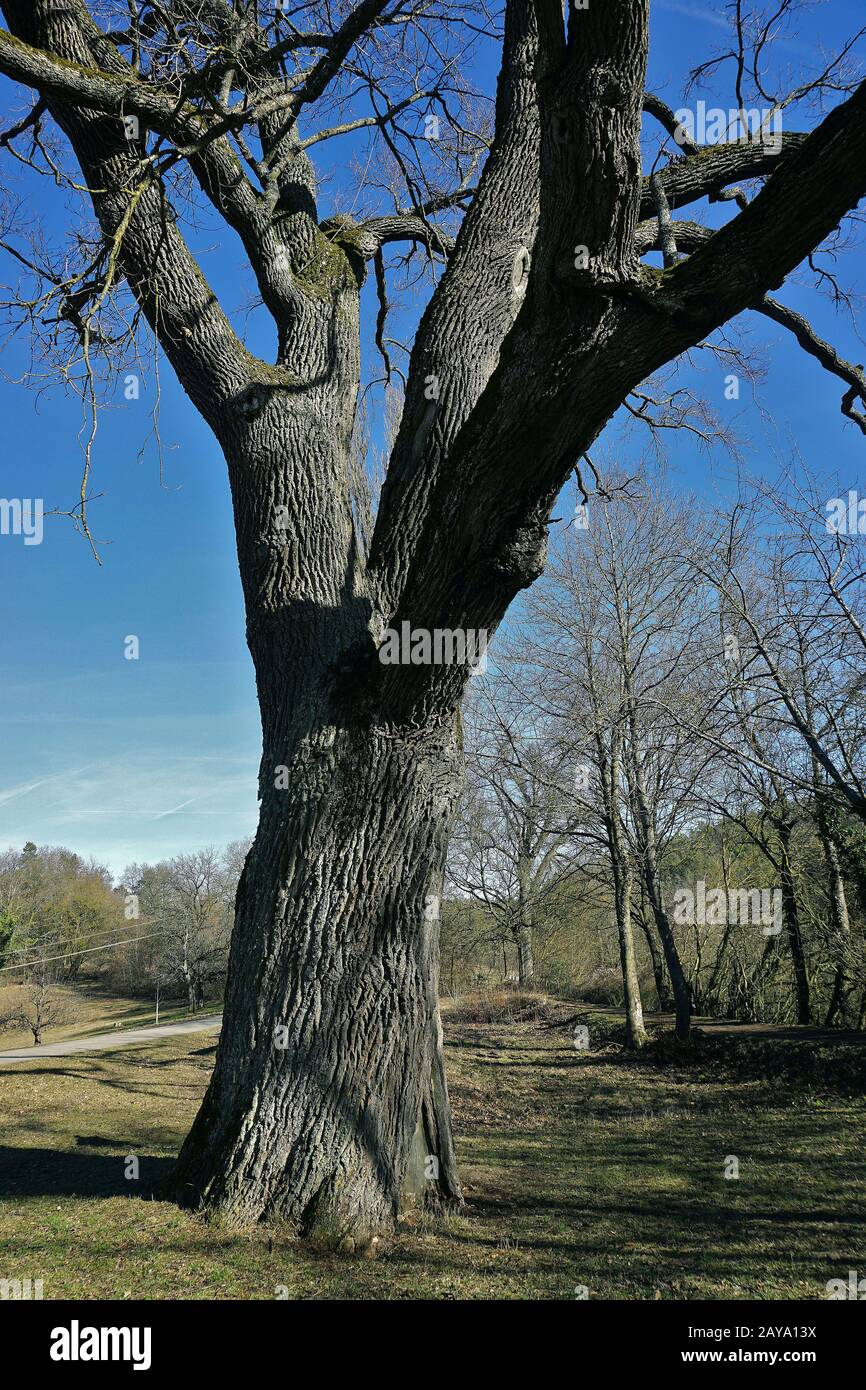 Alter baum eiche deutschland -Fotos und -Bildmaterial in hoher ...