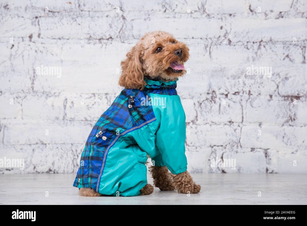 Gekleideter brauner pudel -Fotos und -Bildmaterial in hoher Auflösung ...