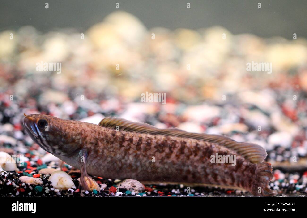 Fisch Im Schlamm Stockfotos und -bilder Kaufen - Alamy