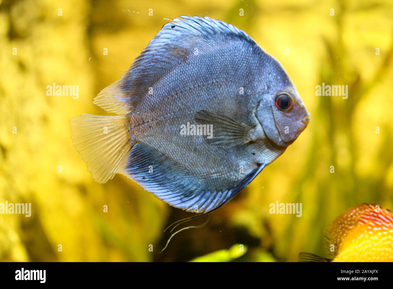 Diskusfische mit weißem hintergrund -Fotos und -Bildmaterial in hoher ...