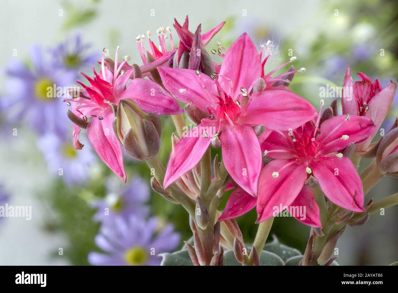 Graptopetalum bellum tacitus -Fotos und -Bildmaterial in hoher ...