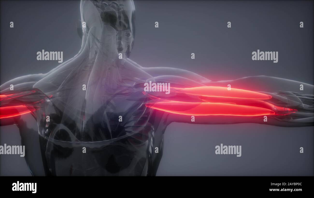 Trizeps - Sichtbar Muskel Anatomie Karte Stockfotografie - Alamy