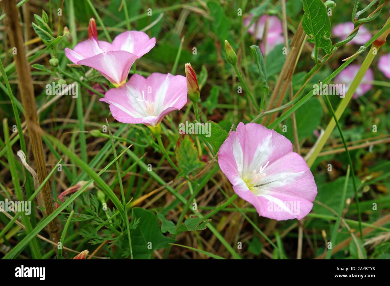 Acker winde -Fotos und -Bildmaterial in hoher Auflösung – Alamy