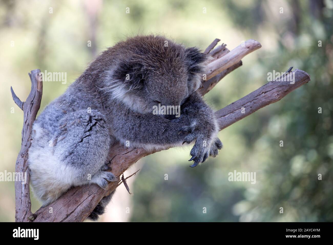 Kuschelnde Tiere Stockfotos und -bilder Kaufen - Alamy