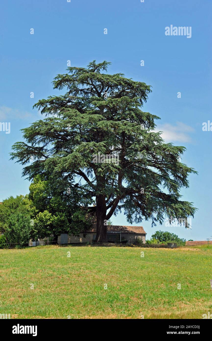 Cedrus libani var atlantica -Fotos und -Bildmaterial in hoher Auflösung ...