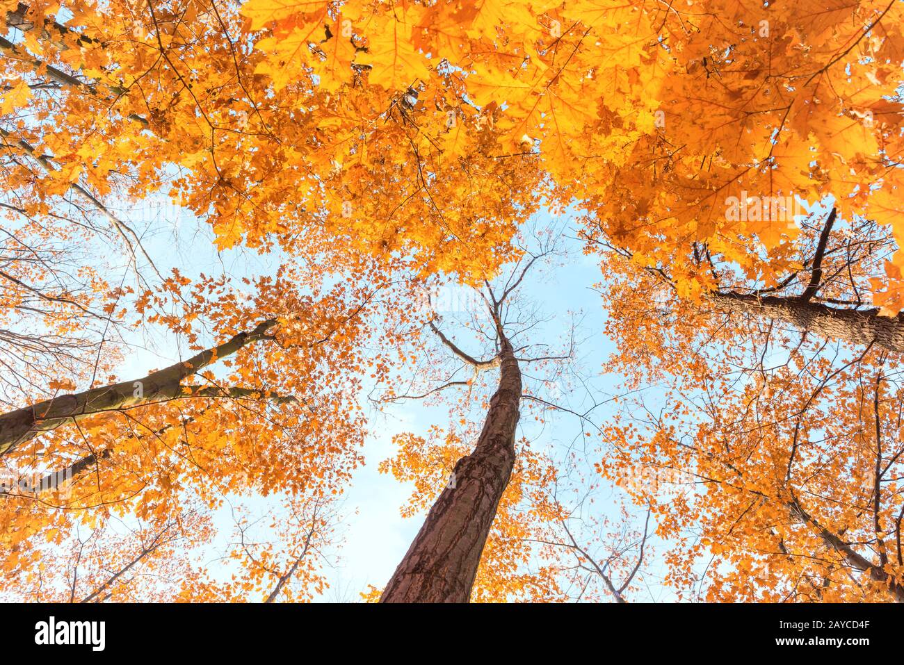 Ahornbäume mit sonne im herbst -Fotos und -Bildmaterial in hoher ...