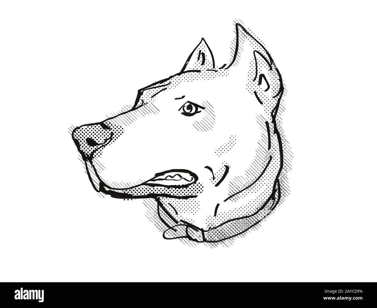 Dogo argentino dibujo -Fotos und -Bildmaterial in hoher Auflösung – Alamy