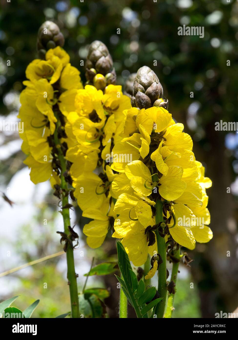Blumen auf madeira -Fotos und -Bildmaterial in hoher Auflösung – Alamy