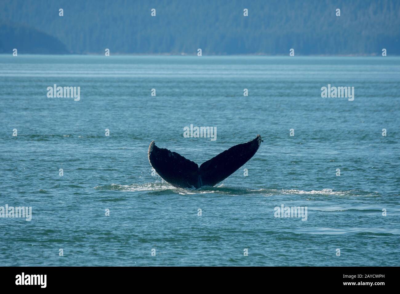 Ein Humpback-Wal taucht auf, um sich in den Gewässern der Stephens ...