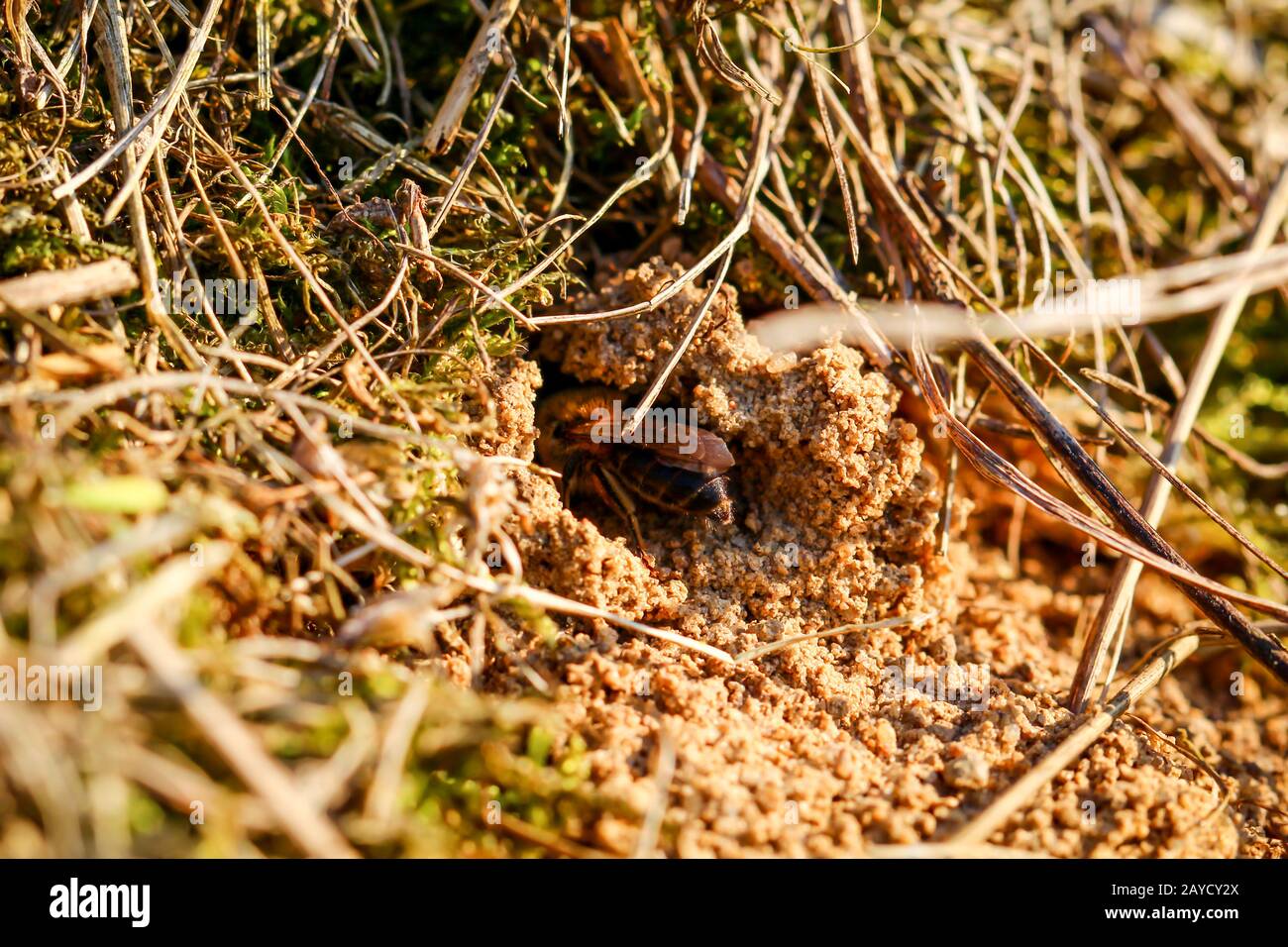 Erde biene -Fotos und -Bildmaterial in hoher Auflösung – Alamy