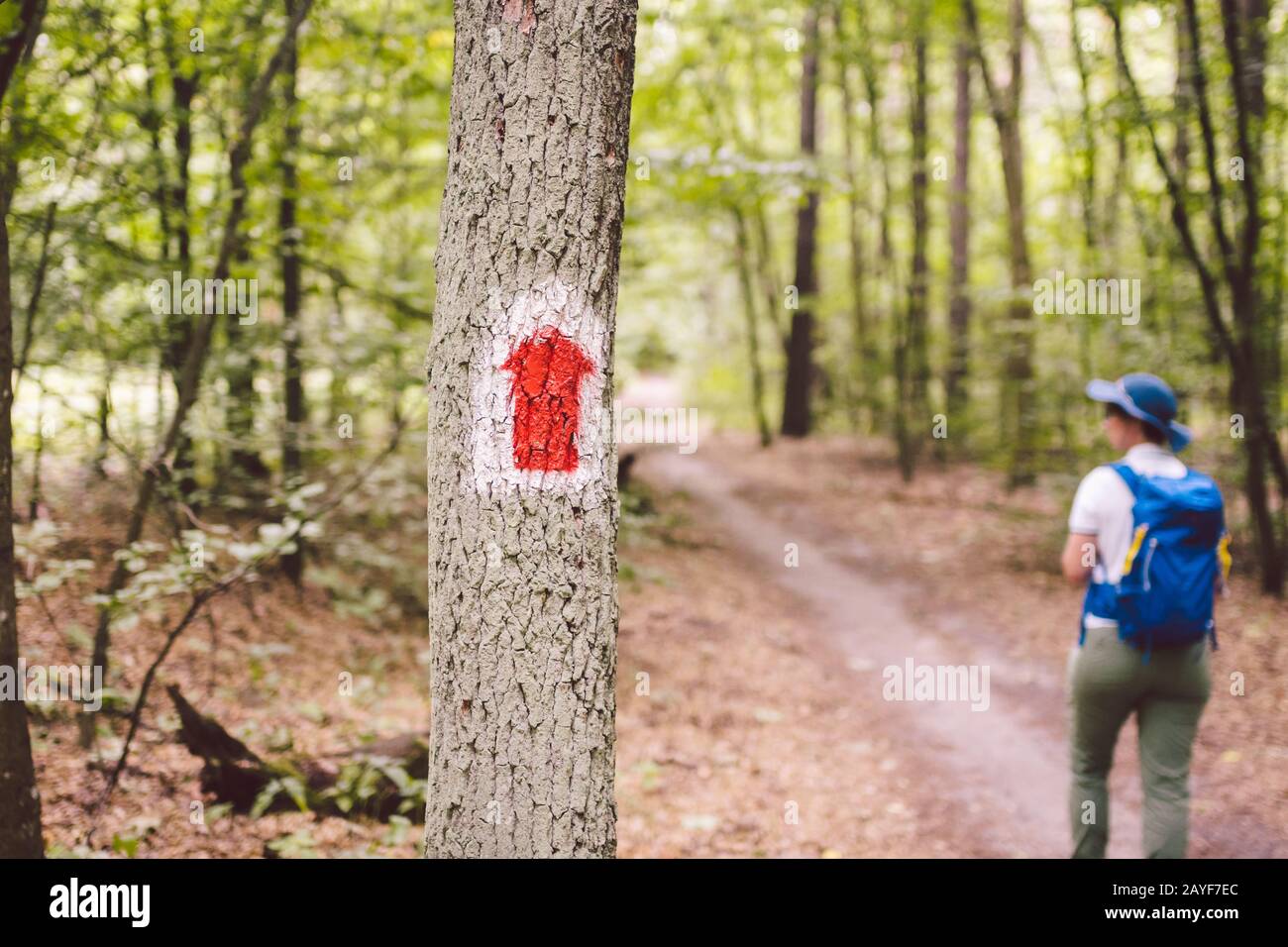 Wanderweg im Wald. Markierung der Touristenstrecke auf dem Baum ...