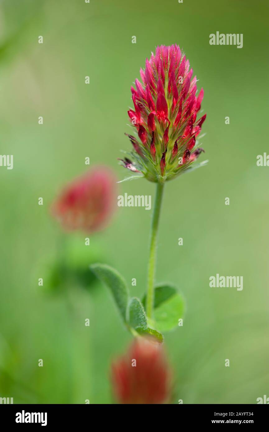 Verwunderlich Roter Klee Gelbe Blüten Fotos