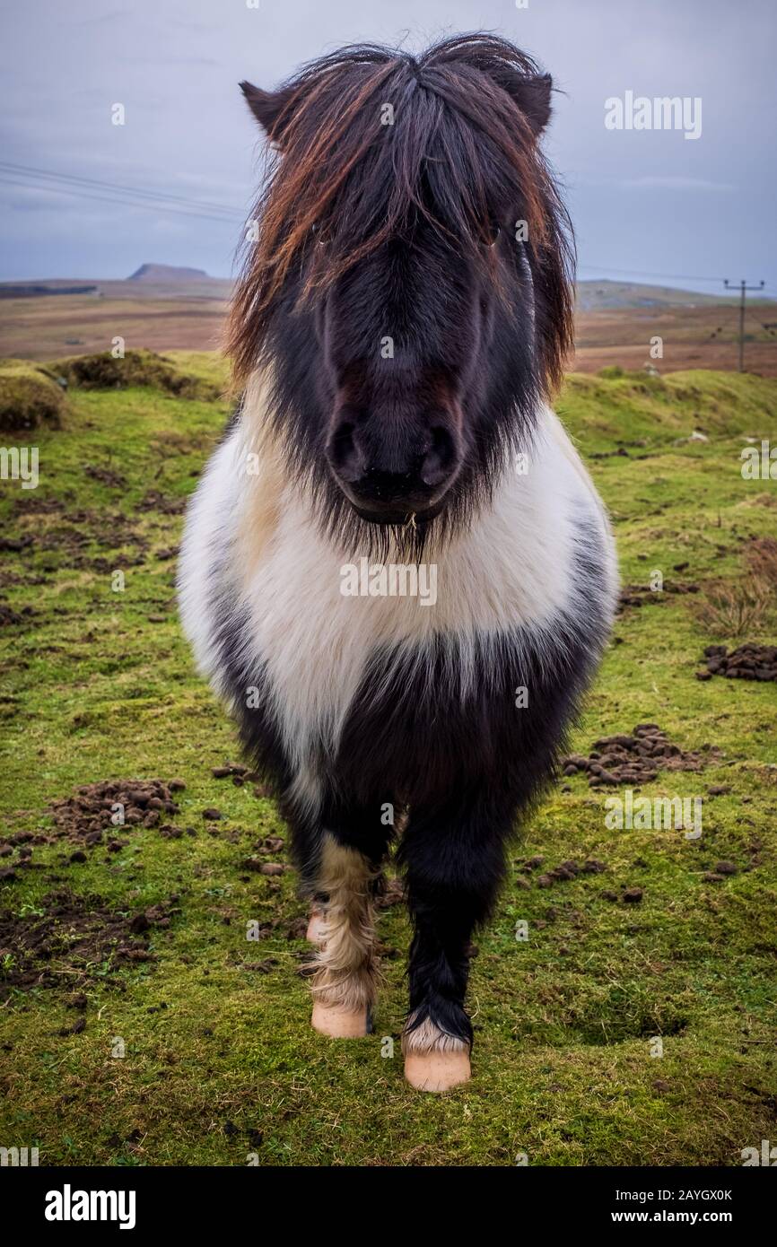 Shetland pony black -Fotos und -Bildmaterial in hoher Auflösung – Alamy