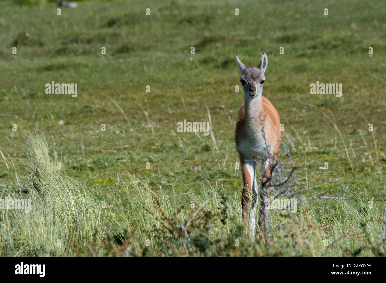 Ein Baby (Chulengo) Guanaco (Lama Guanicoe) im Nationalpark Torres del ...