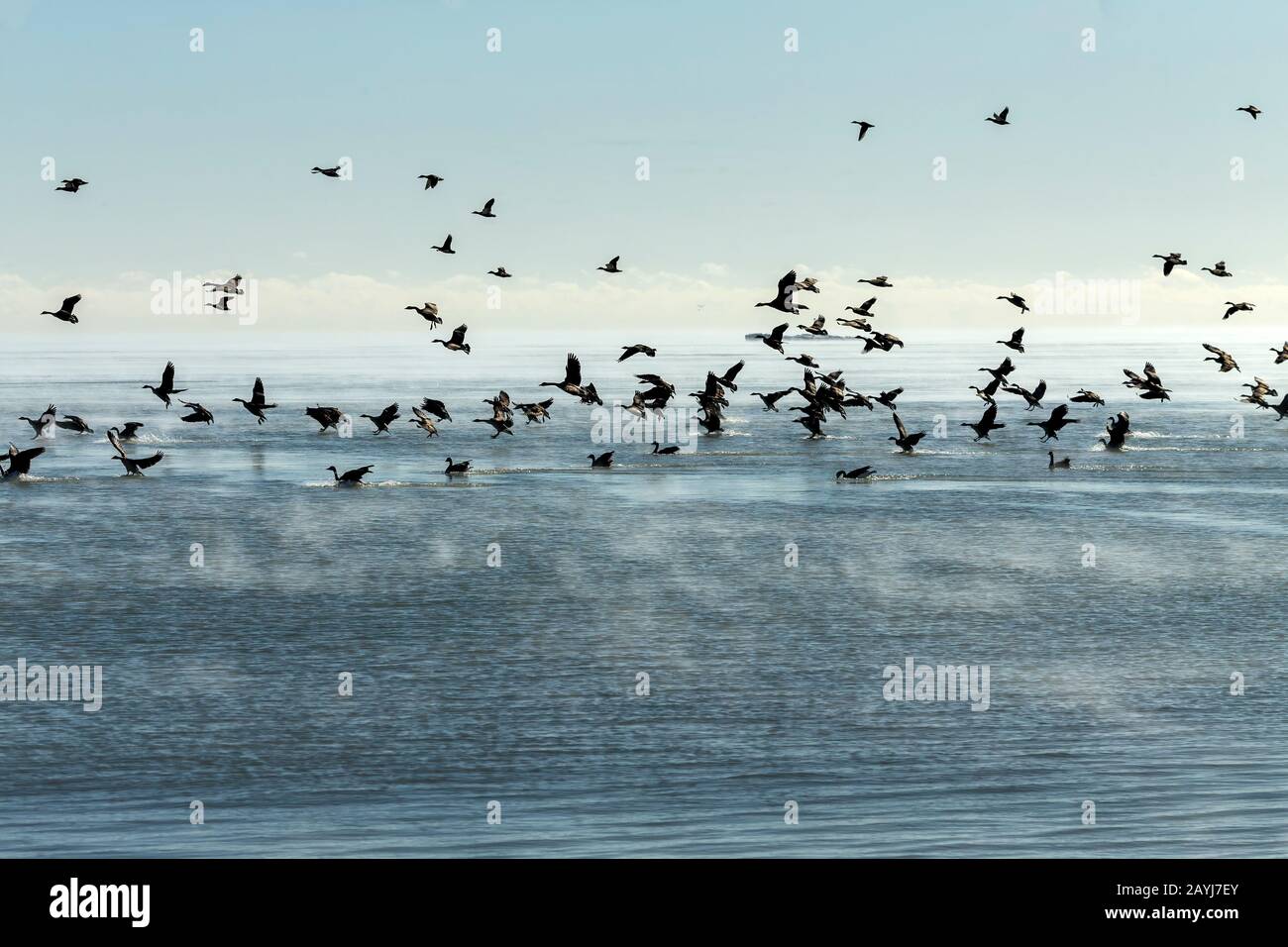 Fliegende Vogelherde Stockfotos und -bilder Kaufen - Alamy