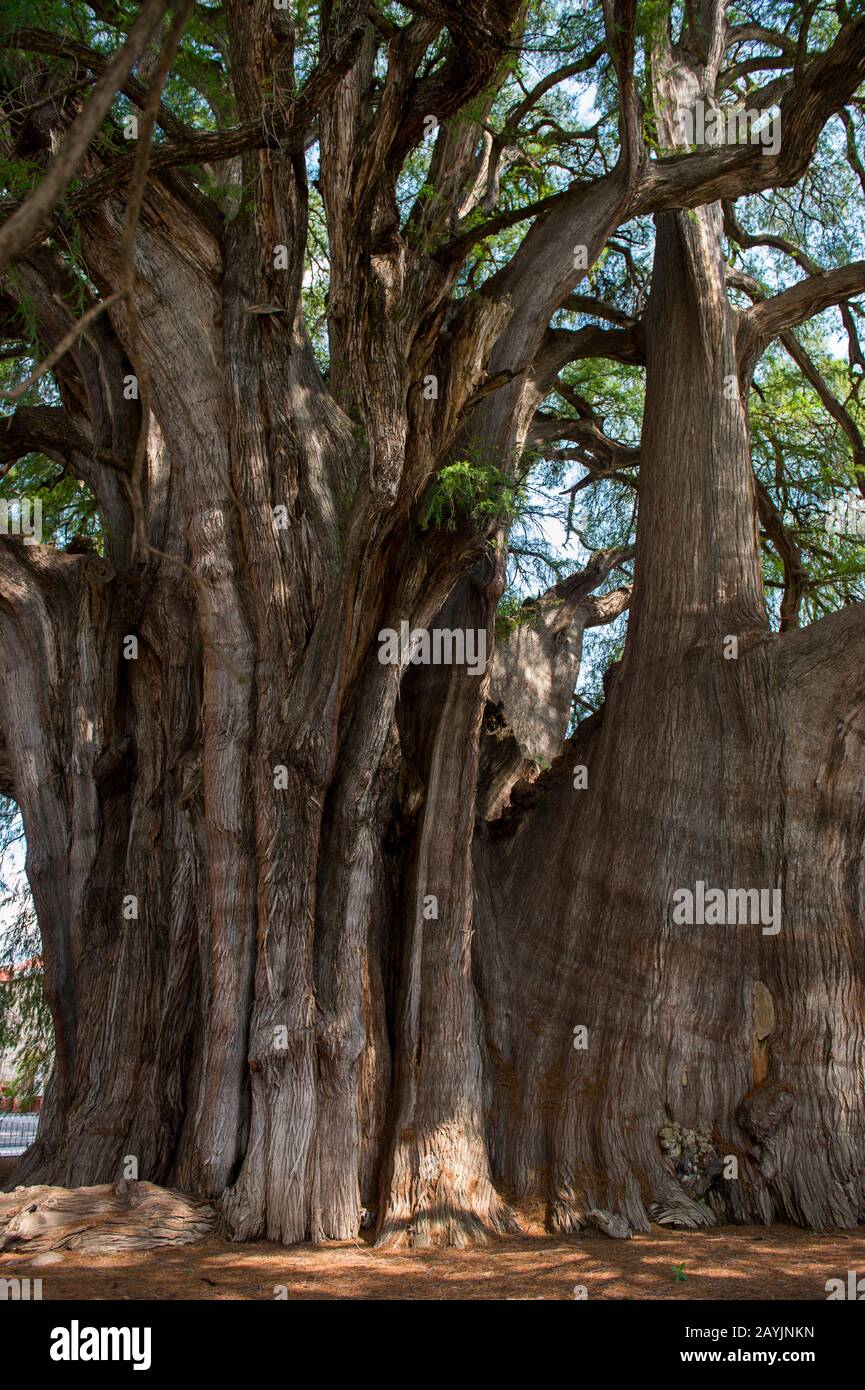 Arbol del tule -Fotos und -Bildmaterial in hoher Auflösung – Alamy