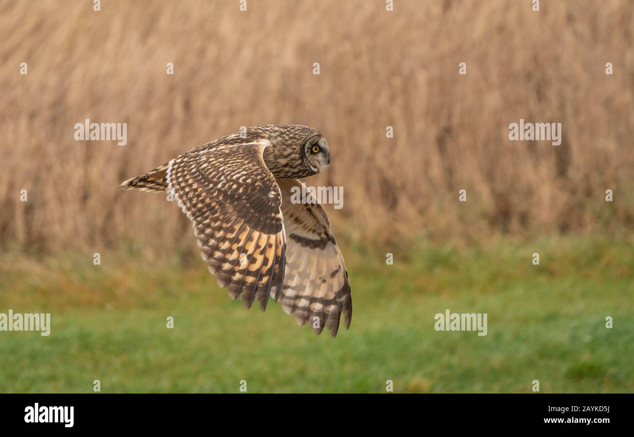 Vogel im flugmodus -Fotos und -Bildmaterial in hoher Auflösung – Alamy