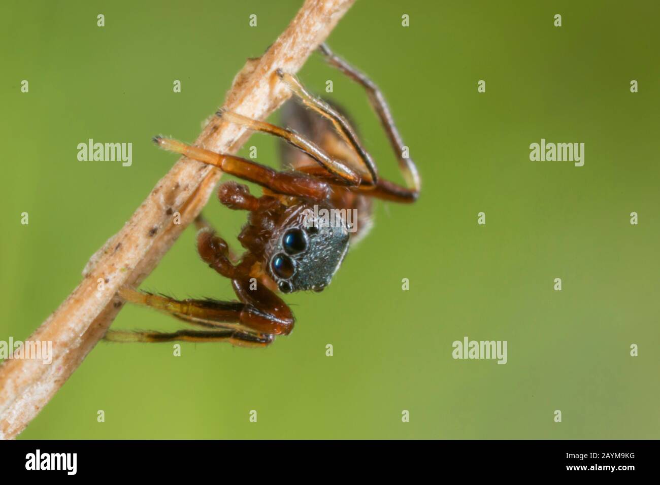 Springende spinne synagales venator -Fotos und -Bildmaterial in hoher ...