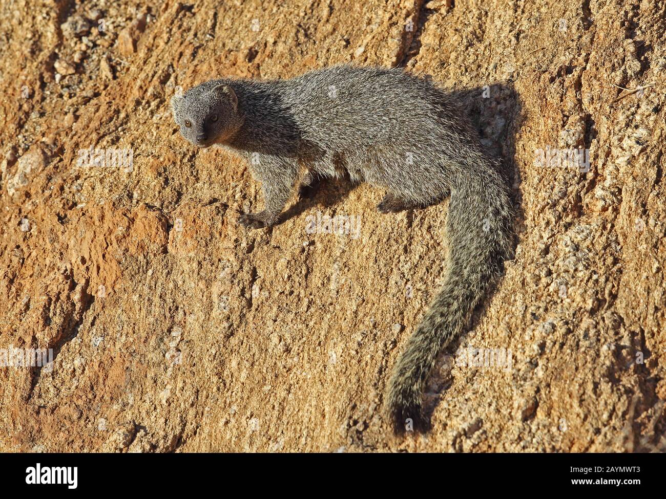 Galerella pulverulenta -Fotos und -Bildmaterial in hoher Auflösung – Alamy
