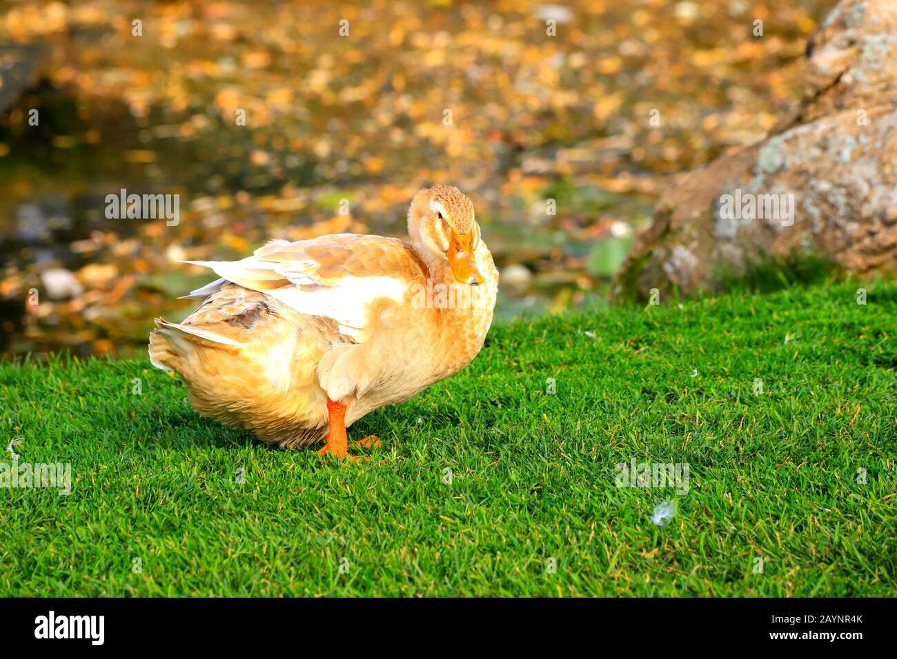 Lustige große gelbe Ente kratzt sich mit einer Pfote auf einem grünen ...