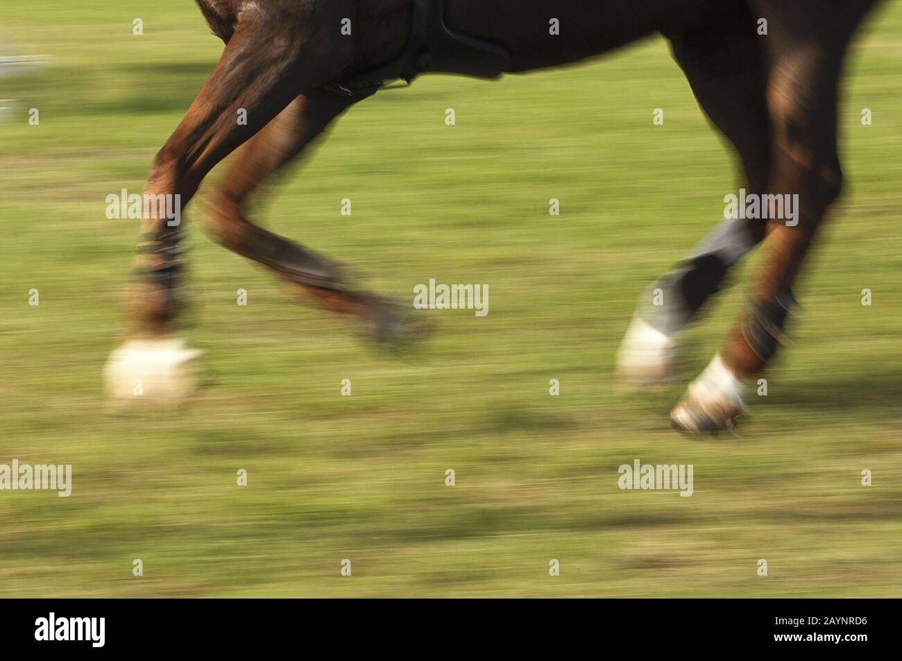 Pferde ausbildung -Fotos und -Bildmaterial in hoher Auflösung – Alamy