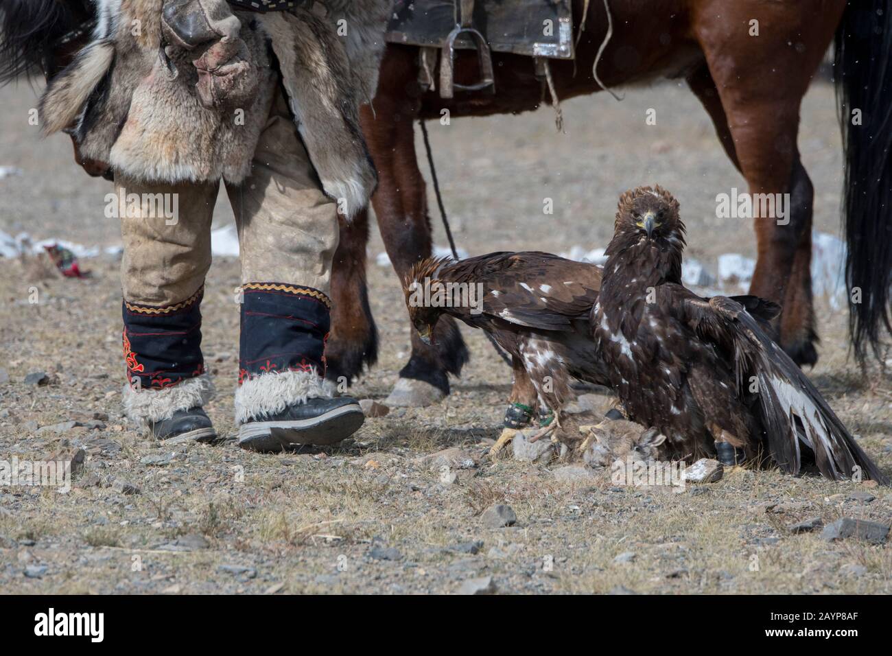 Pferd von hinten -Fotos und -Bildmaterial in hoher Auflösung – Alamy