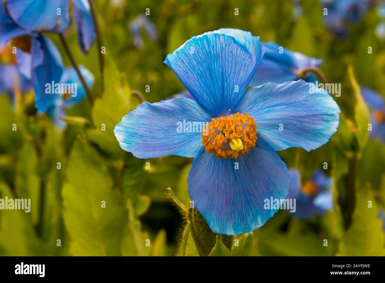 Blaue mohnblume meconopsis betonicifolia -Fotos und -Bildmaterial in ...