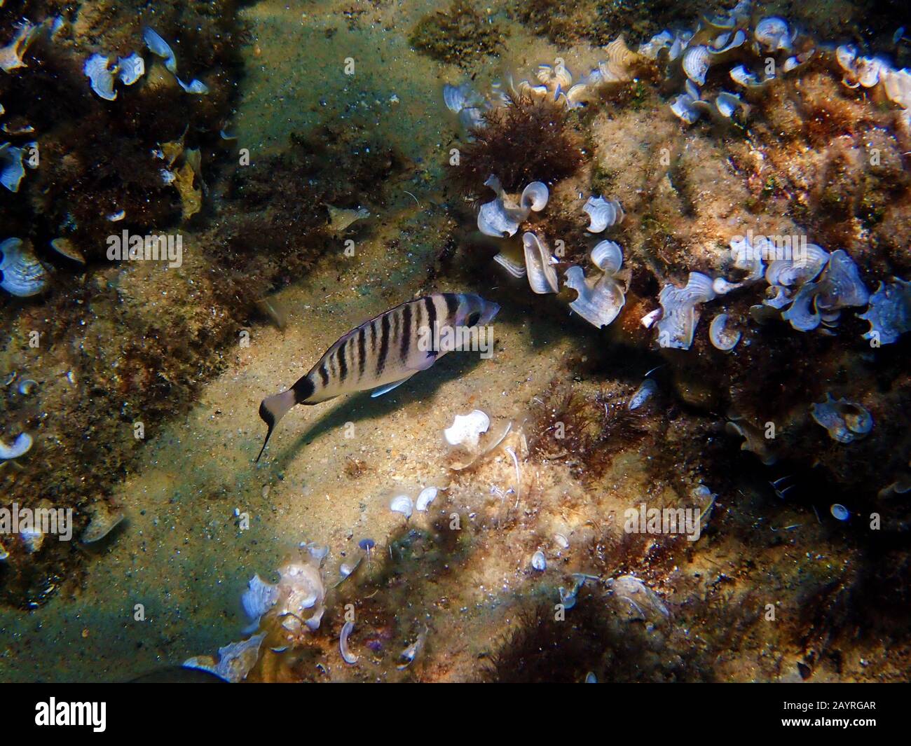 Diplodus sargus sargus -Fotos und -Bildmaterial in hoher Auflösung – Alamy