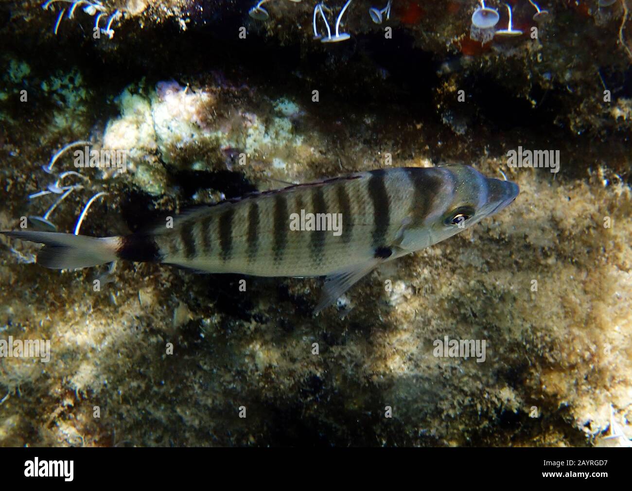 Diplodus sargus sargus -Fotos und -Bildmaterial in hoher Auflösung – Alamy