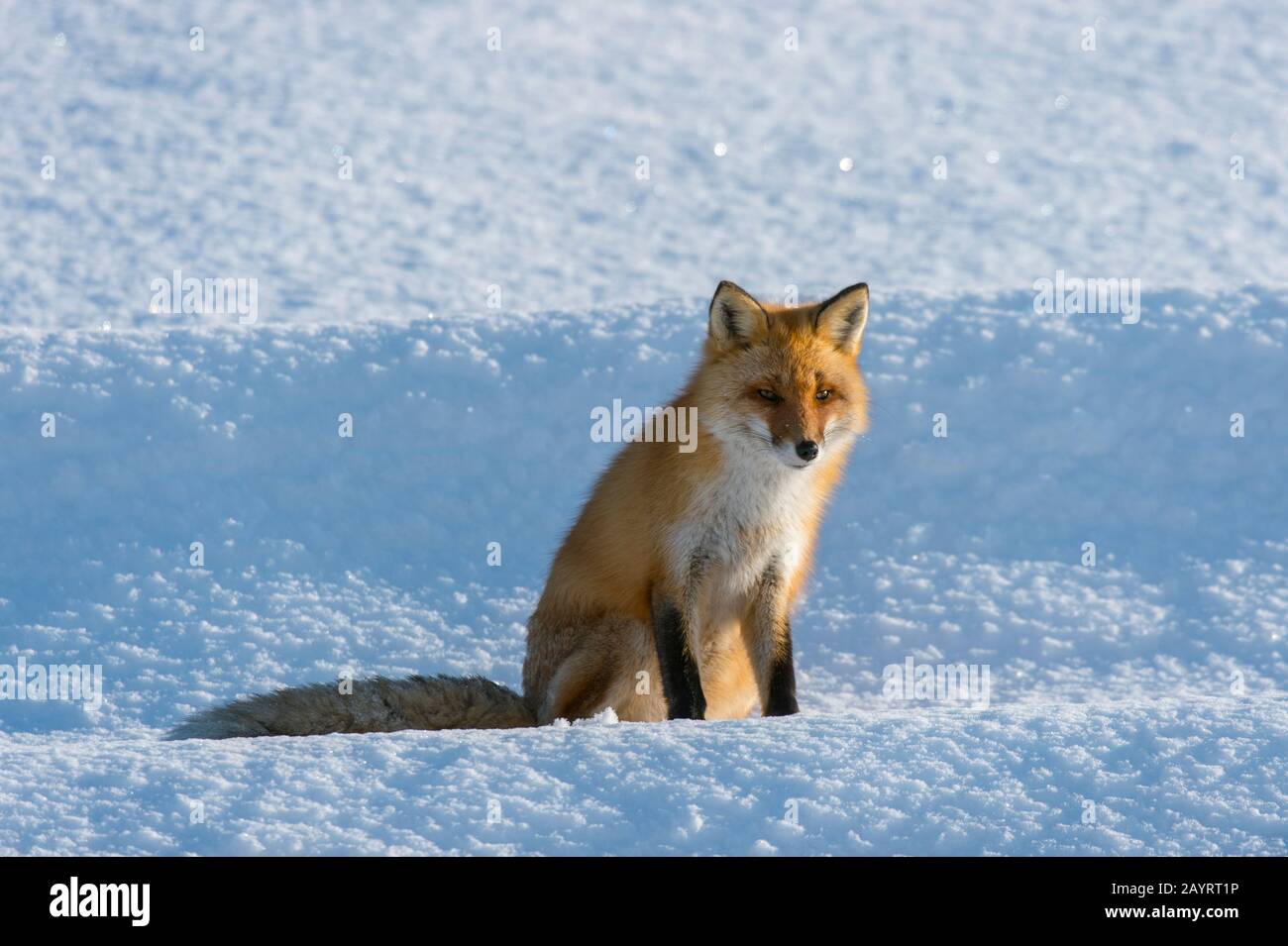 Ein Rotfuchs (Vulpes vulpes) sitzt im Winter auf Schnee im Abashiri ...