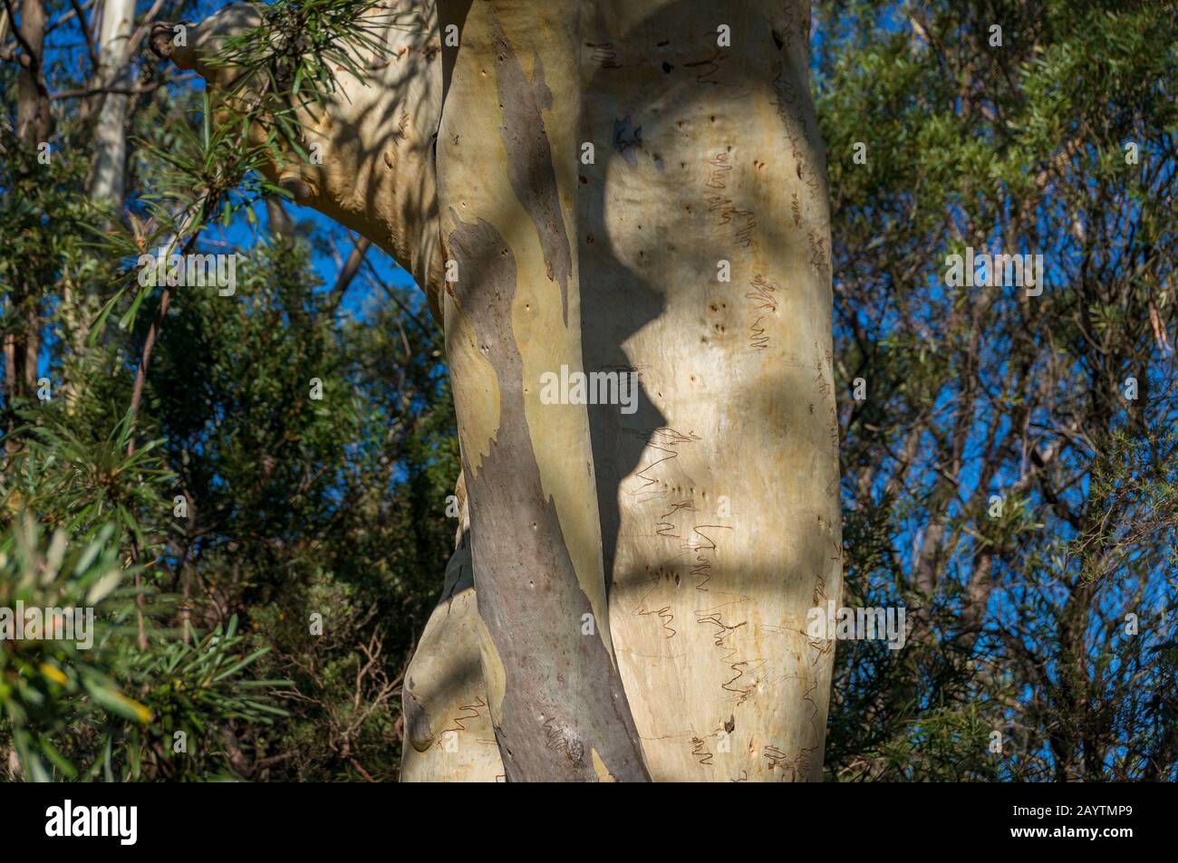 Großer Eukalyptus-Baumstamm mit abschender Rinde Naturhintergrund ...