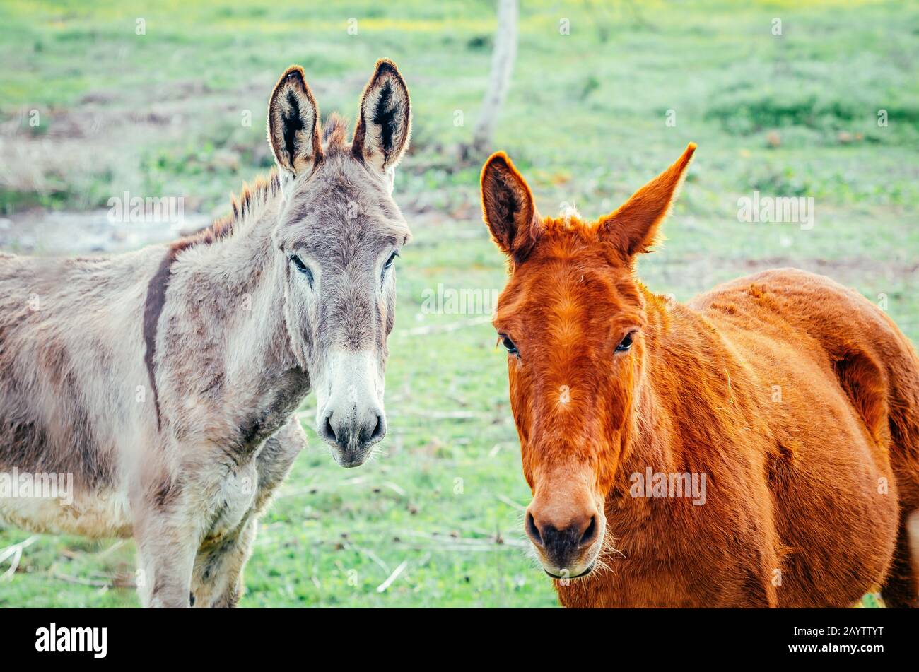 Farm esel -Fotos und -Bildmaterial in hoher Auflösung – Alamy