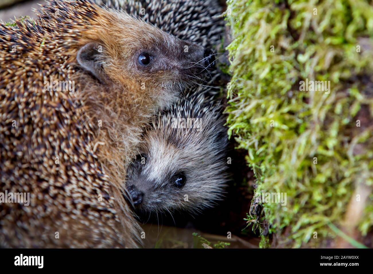 Zwei junge igel -Fotos und -Bildmaterial in hoher Auflösung – Alamy