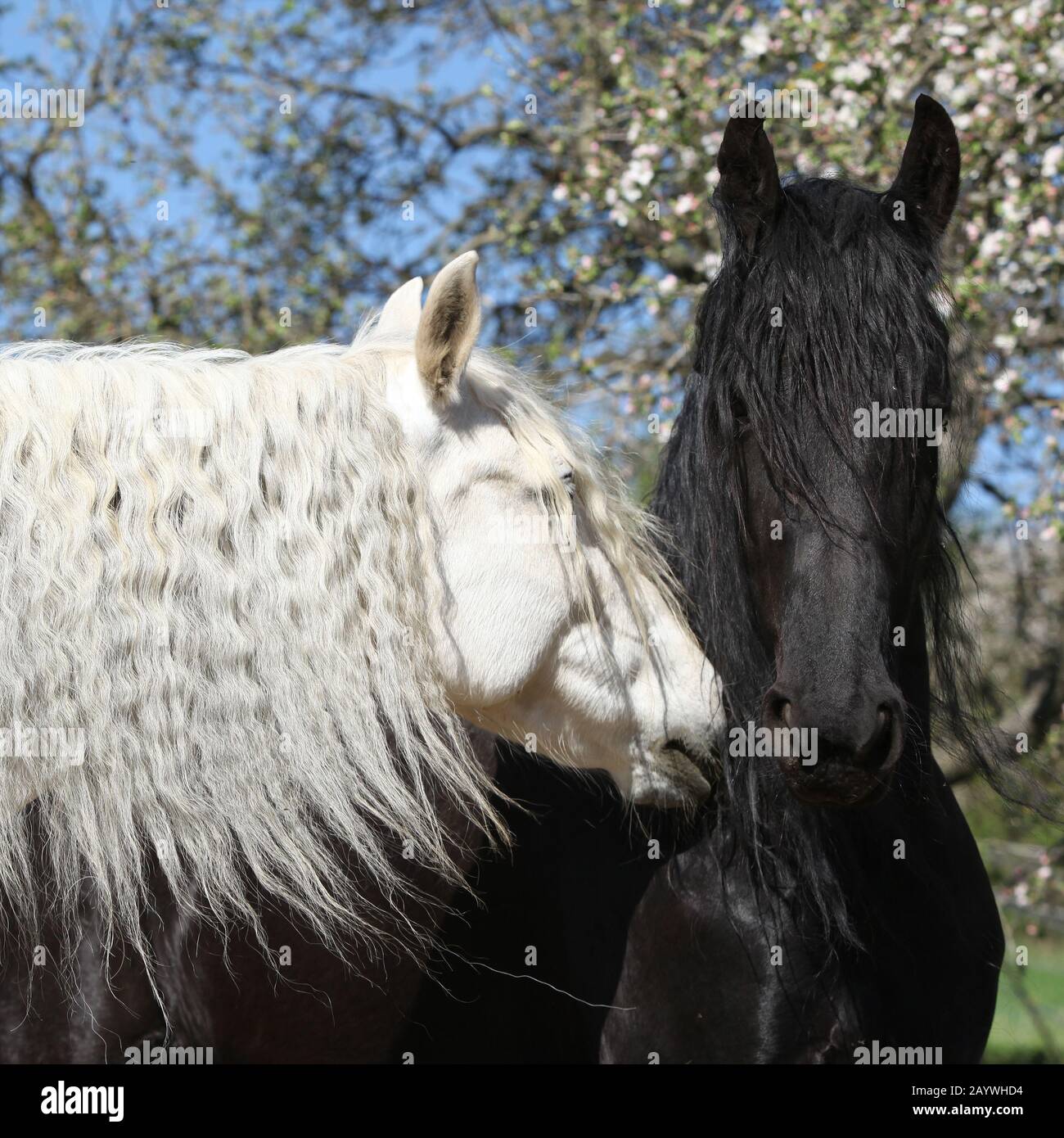 Friese pferd weiß Stockfotos und -bilder Kaufen - Alamy