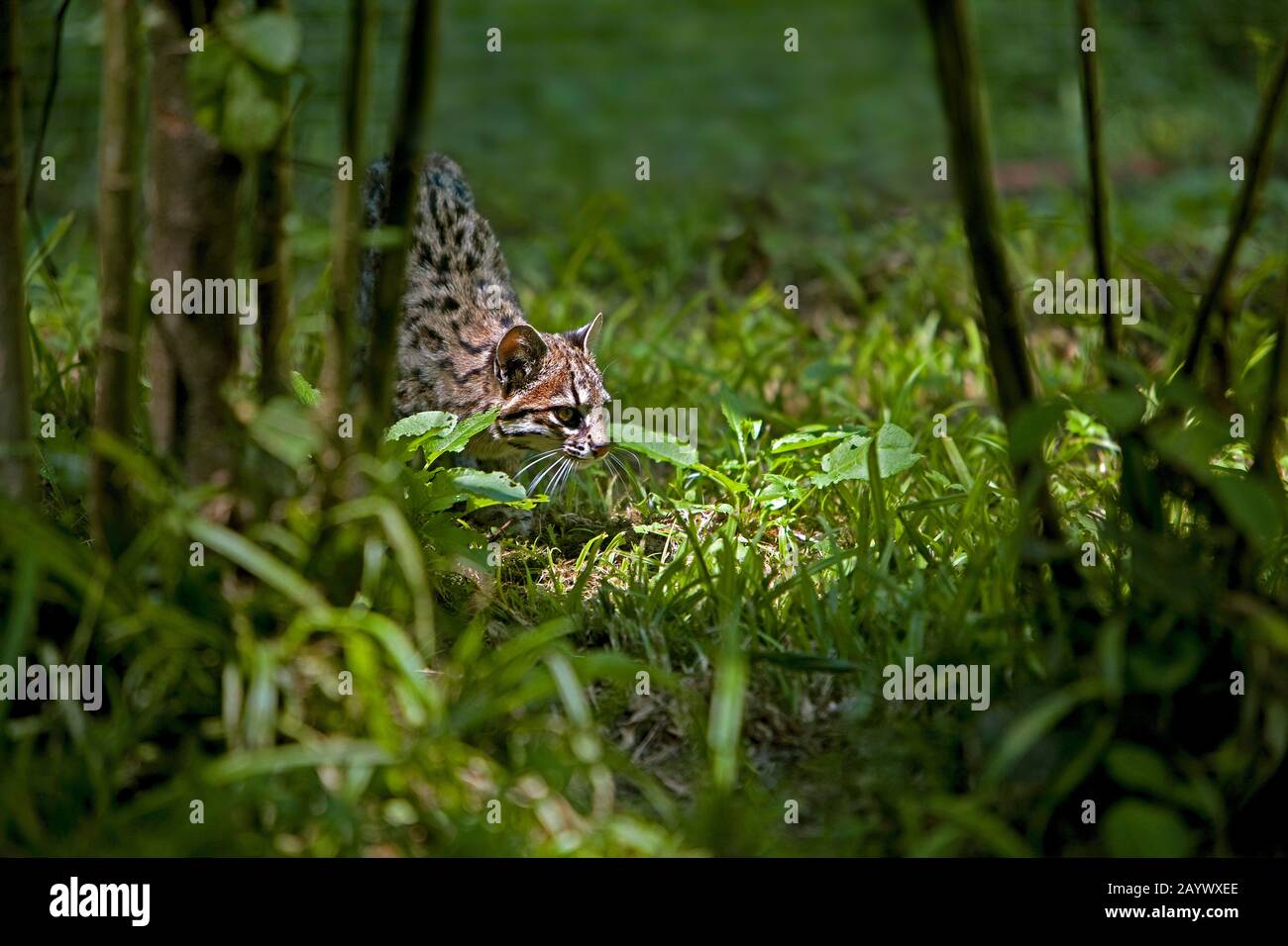 Oncilla leopardus tigrinus -Fotos und -Bildmaterial in hoher Auflösung ...