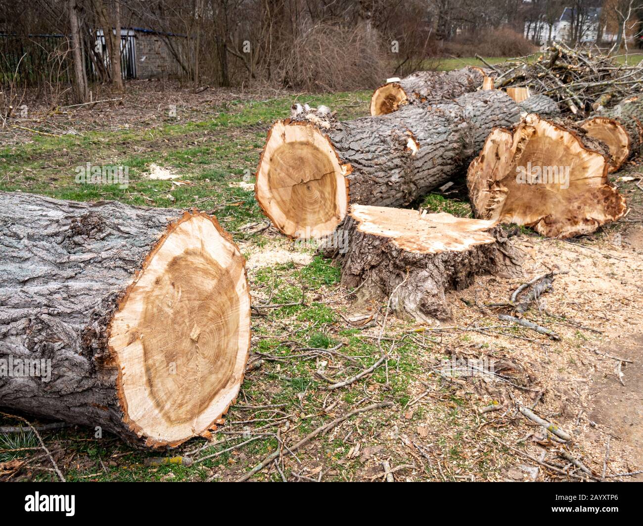 Kranker Baum Fallt Auf Nachbargrundstuck