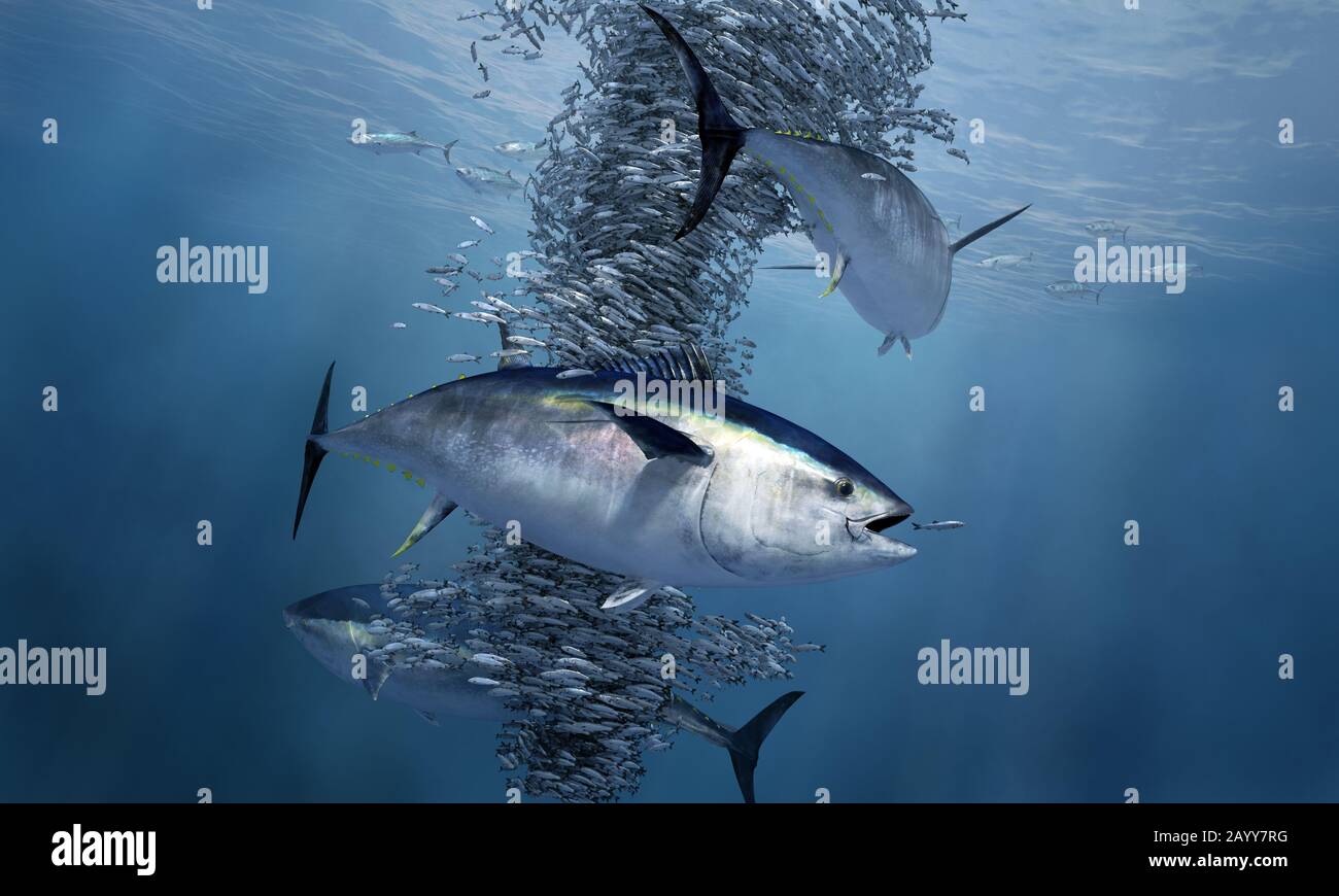 Blauflossen thunfisch -Fotos und -Bildmaterial in hoher Auflösung – Alamy