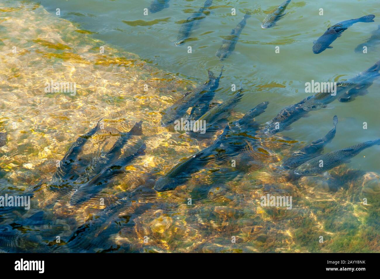 Fisch laichender see -Fotos und -Bildmaterial in hoher Auflösung – Alamy
